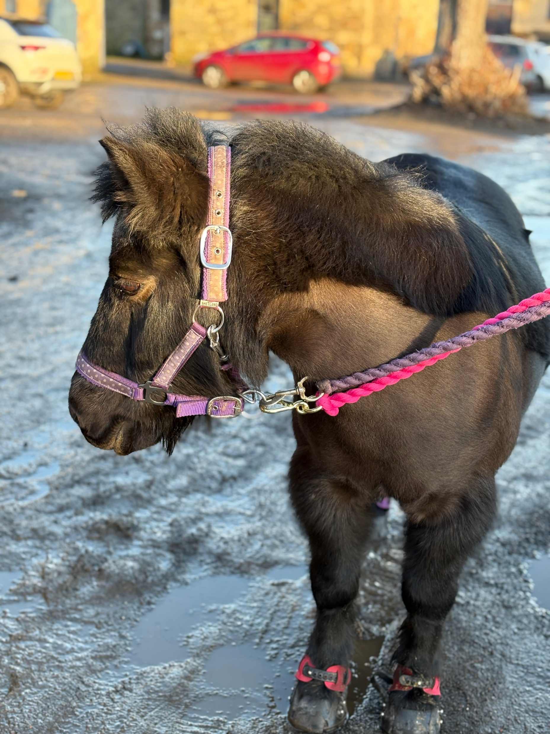 Fundraiser - Willow needs new winter boots!