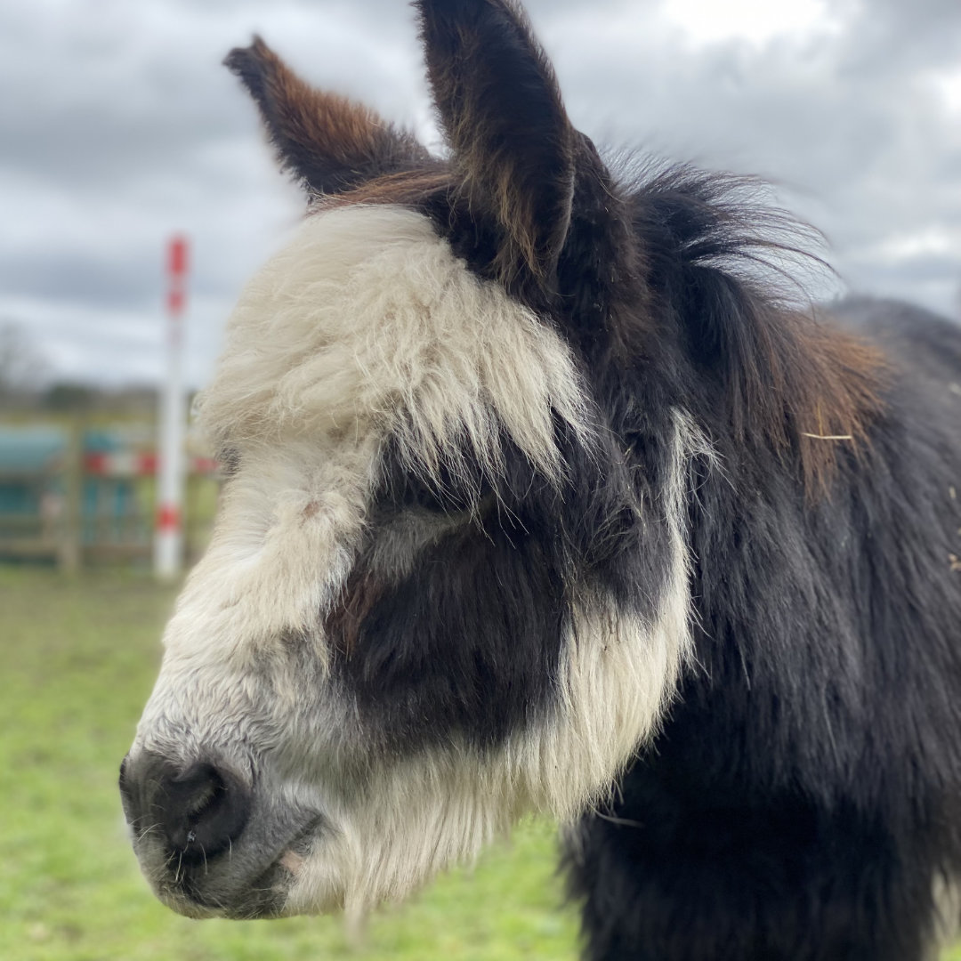 Membership - Sponsor Oreo, our cheeky little donkey!